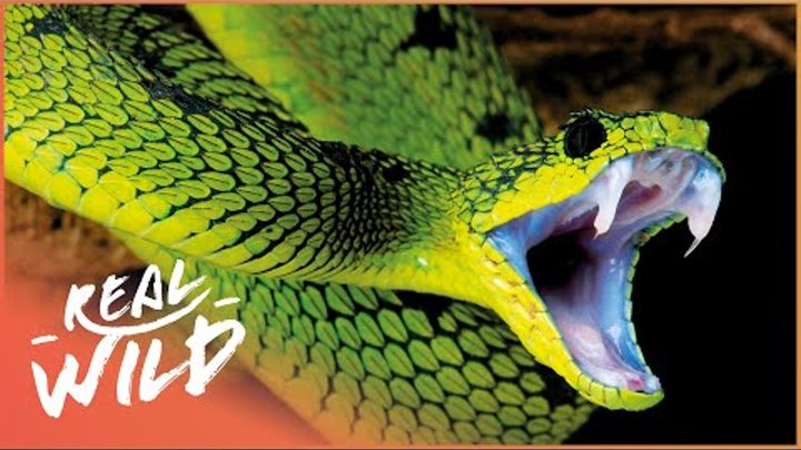 World's Deadliest Venom [Killer Snakes Documentary] | Real Wild