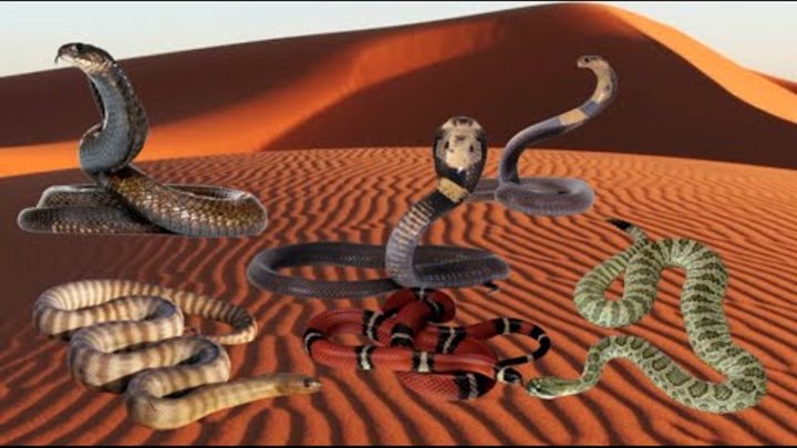 Snake Finger Family | cartoon Animation Rhymes l | Nursery Rhymes For ...