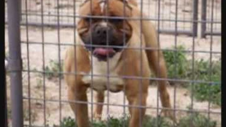 bully bulldog Ruffian of buffdogs