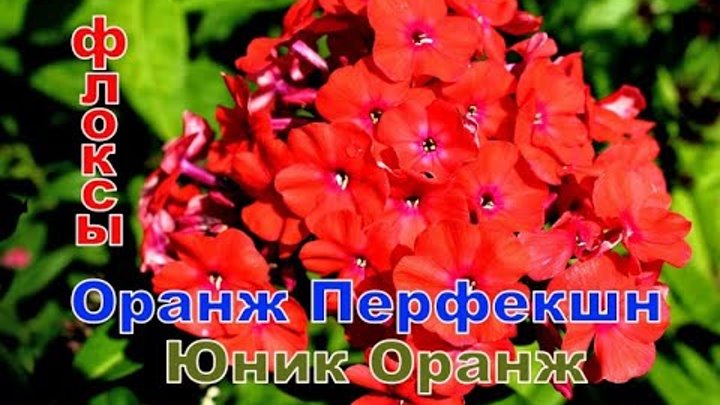 Флокс Оранж Перфекшн и Юник Оранж