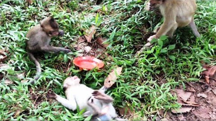 Pigtail baby monkey and poor baby monkey grab dishes - Babies monkeys ...