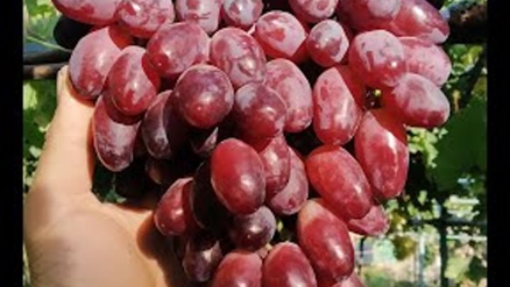 Виноград "Ренессанс". Сезон 2020 (Grapes "Renaissance." Season 2020)