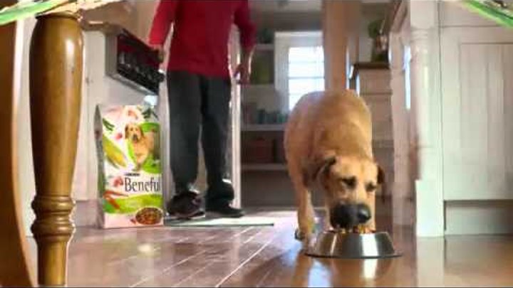 TV Spot - Purina - Beneful Healthy Weight - Time to Play