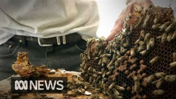 Australian man removes 'monster' bee hive without gloves | ABC News