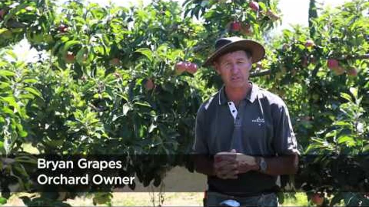 Valagro ERGER – see the latest trial results in New Zealand apple crops