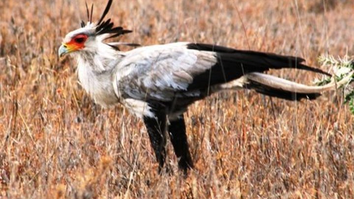 Africa's Killer Birds