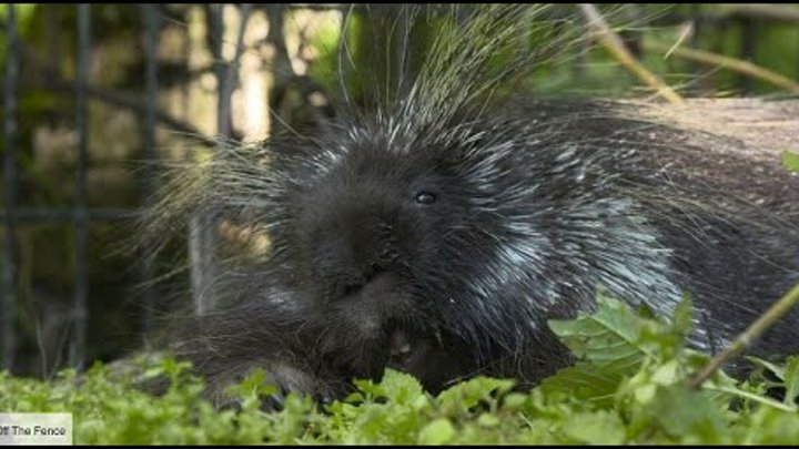 Le porc épic, qui s'y frotte s'y pique , documentaire