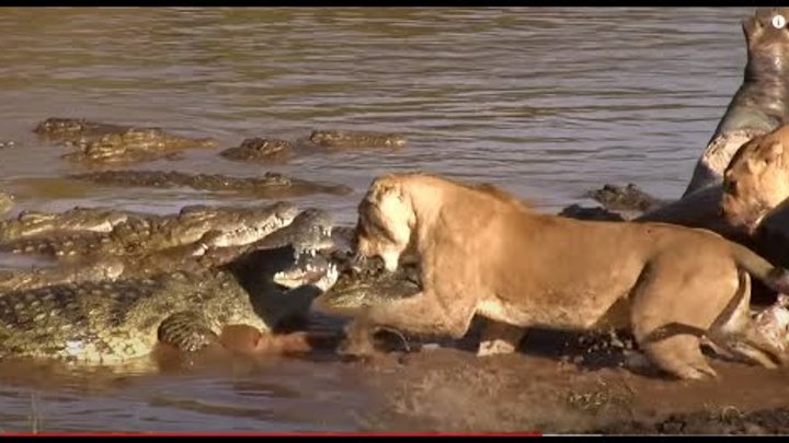 Lions Battle Crocs Pt. 2 HD