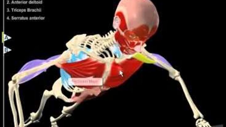 Push Ups - ALL ABOUT STRENGTH TRAINING