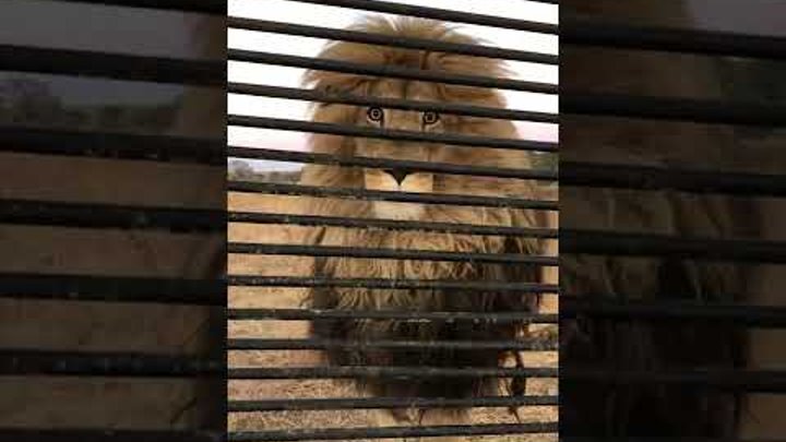 Lion cage for Humans #shorts