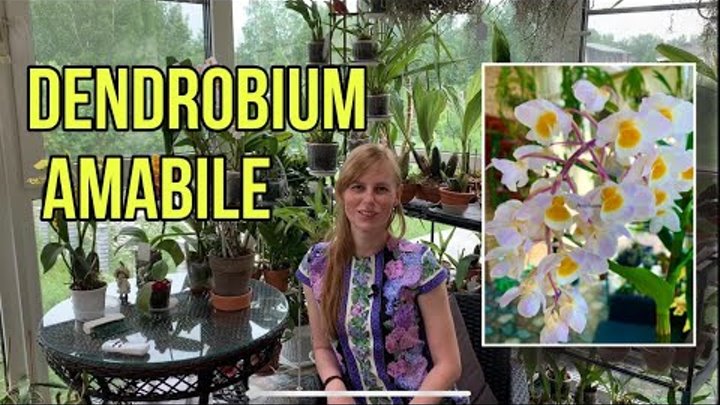 Орхидея Dendrobium Amabile