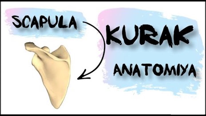 Kurak suyagi SCAPULA (Anatomiya lotin tilida)