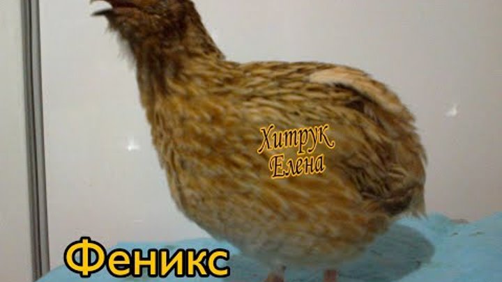 вес Феникса 6 дней//Кормушки для перепелов//Сетка для перепелов