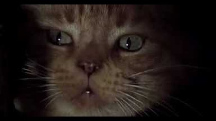 Alien (1979) scene with Jonesy, Ripley's cat