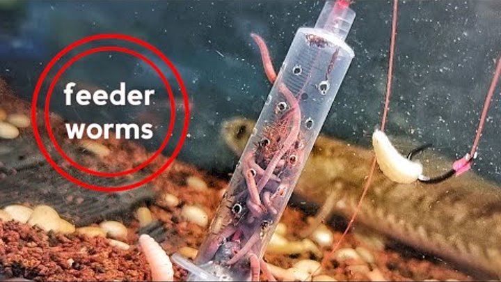 The Best Fishing Tackle with Feeder Worms for Long Distance Casts‼️
