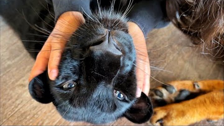 A long-awaited meeting! PANTHER'S LUNA REACTION TO VICKY'S RETURN😸 (ENG ...