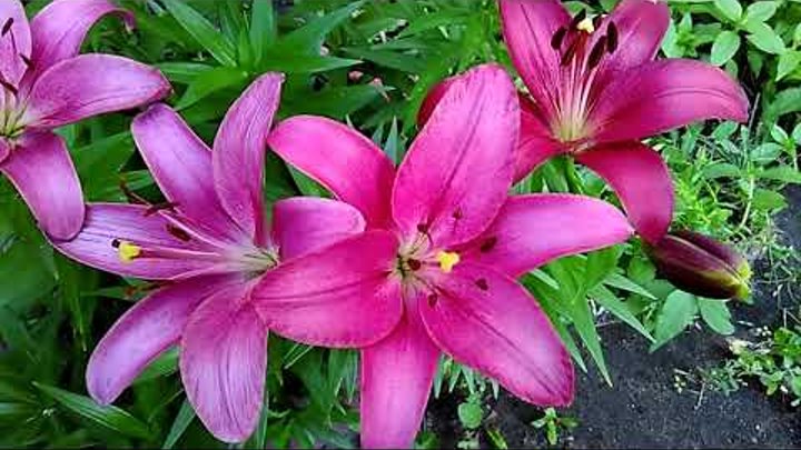 Лилии в Сибири/Lilies in Siberia