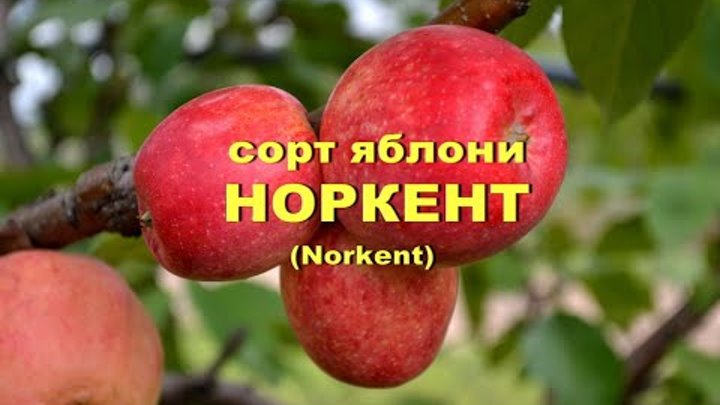 Сорт яблони - Норкент ( Norkent)