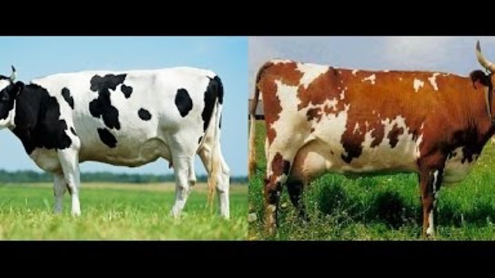 Корова какой породы принесёт большую прибыль Заработок в деревне на молоке