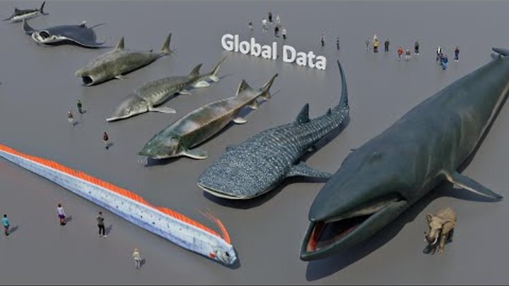 FISH Size Comparison 3D | 3d Animation Size Comparison