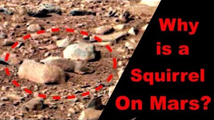 Why is there a squirrel on Mars? Did NASA Bring it? UFO Sightings News.