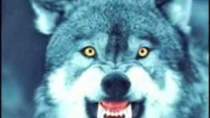 Kurt ulumasi Kurt Uluma Sesi Kurt Uluma Müziği bozkurt uluması qurt ...