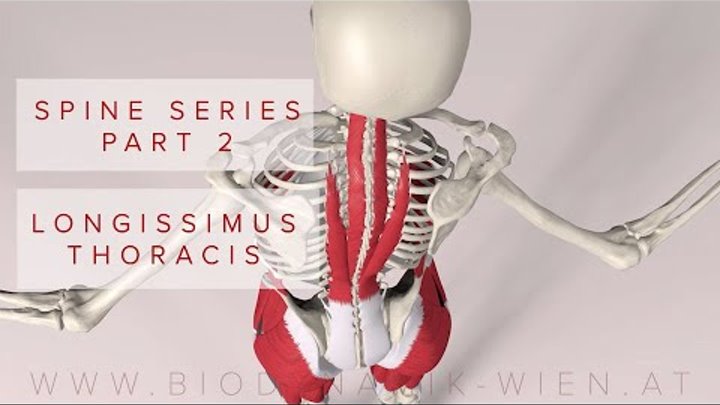 Spine Series Part 2, Torso: Longissimus Thoracis (3D Animation)