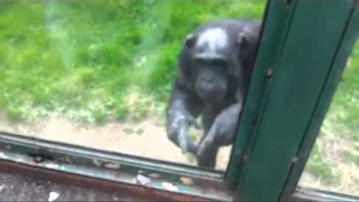 Chimp with a conscience! asked to remove the screws to be free!