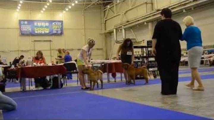 FCI CACIB, Kyiv 30.08.2015 judge - Dianora Sudeikiene (Lithuania)