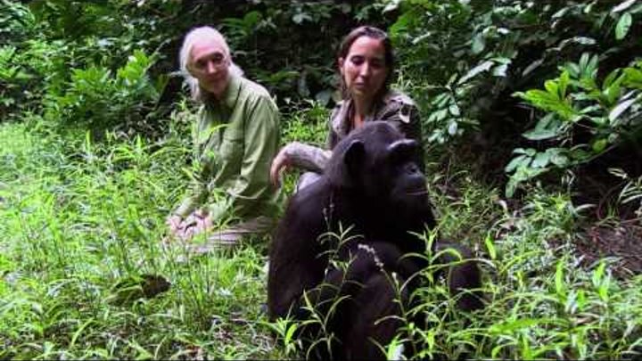 Wounda's Journey - Jane Goodall Witnesses Release of Chimpanzee Into ...