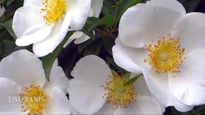 Beautiful Instrumental Hymns Peaceful Music Piano And Flute Nearer My