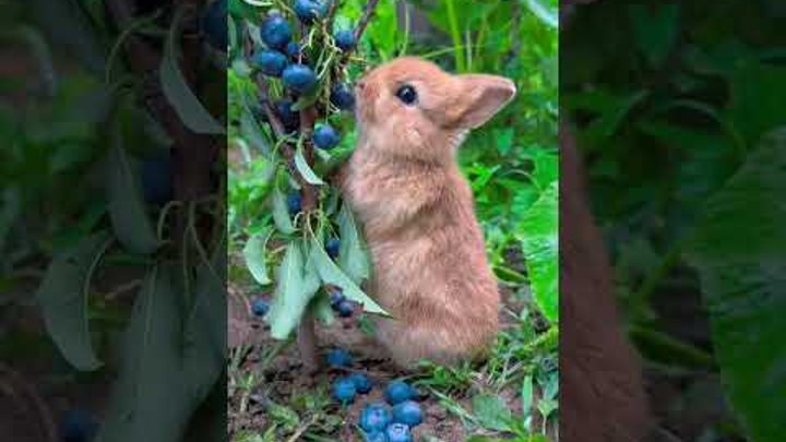 Little rabbit eats fresh blueberries and is cute. Rabbit. Little cute ...