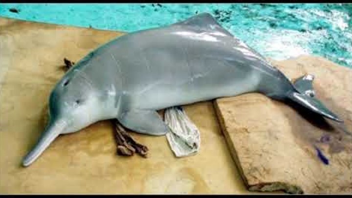 Ten Recently Extinct Animals