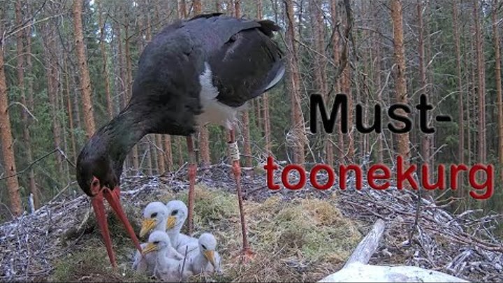 Must-toonekurg::Ciconia nigra