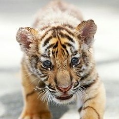 RASIMLAR OLAMI. — HAYVONLAR RASMI | OK.RU